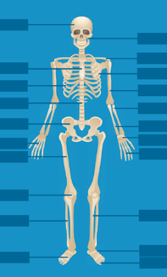 SCIENCE 6TH GRADE: OUR LOCOMOTOR SYSTEM