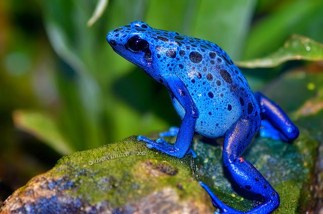 BIOSFERA SHOW: BONITINHOS E PERIGOSOS: FIQUEM LONGE DELES!