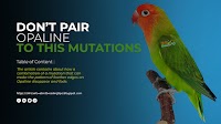 All About Split On Opaline Lovebird - Lovebird Breeding Tips And ...