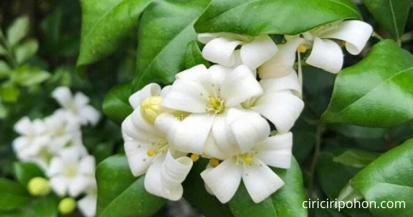 Mengenal Lebih Dalam Tentang Bunga Kemuning - Ciriciripohon.com