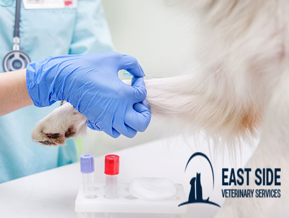 Pet Laboratory Service Kingston: Lab Services for Pets at East Side ...