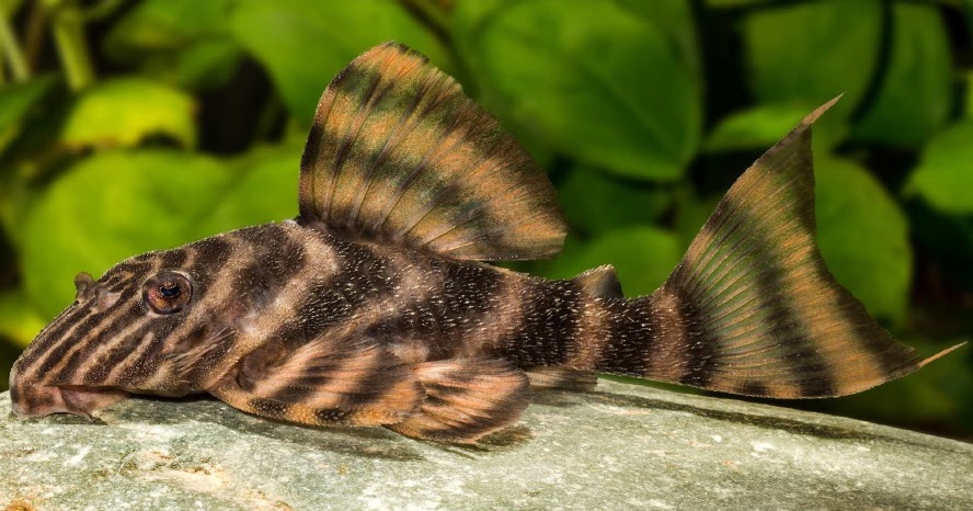 Sciency Thoughts: Panaqolus tankei, a new species of Tiger Pleco from ...