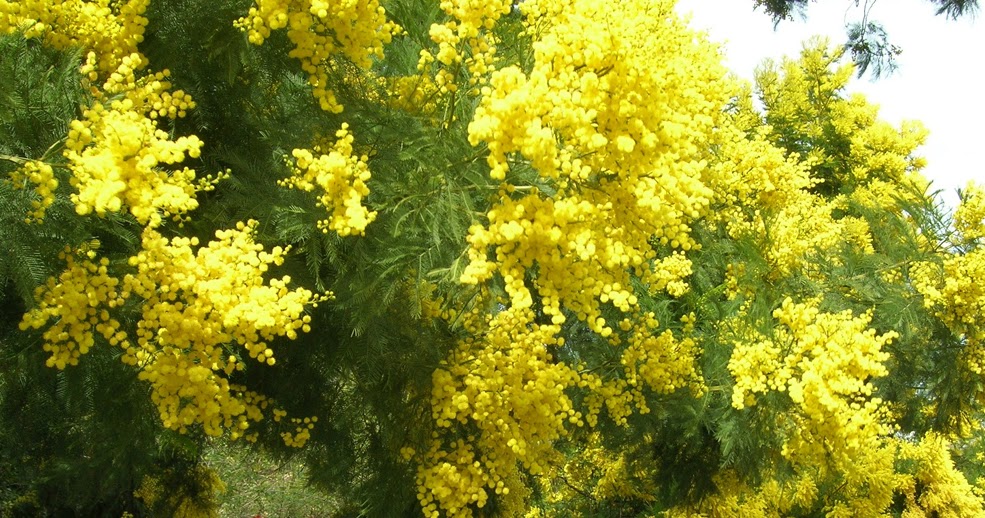 Acacia Arabica (Lam.) Willd. - Samagh Arabi