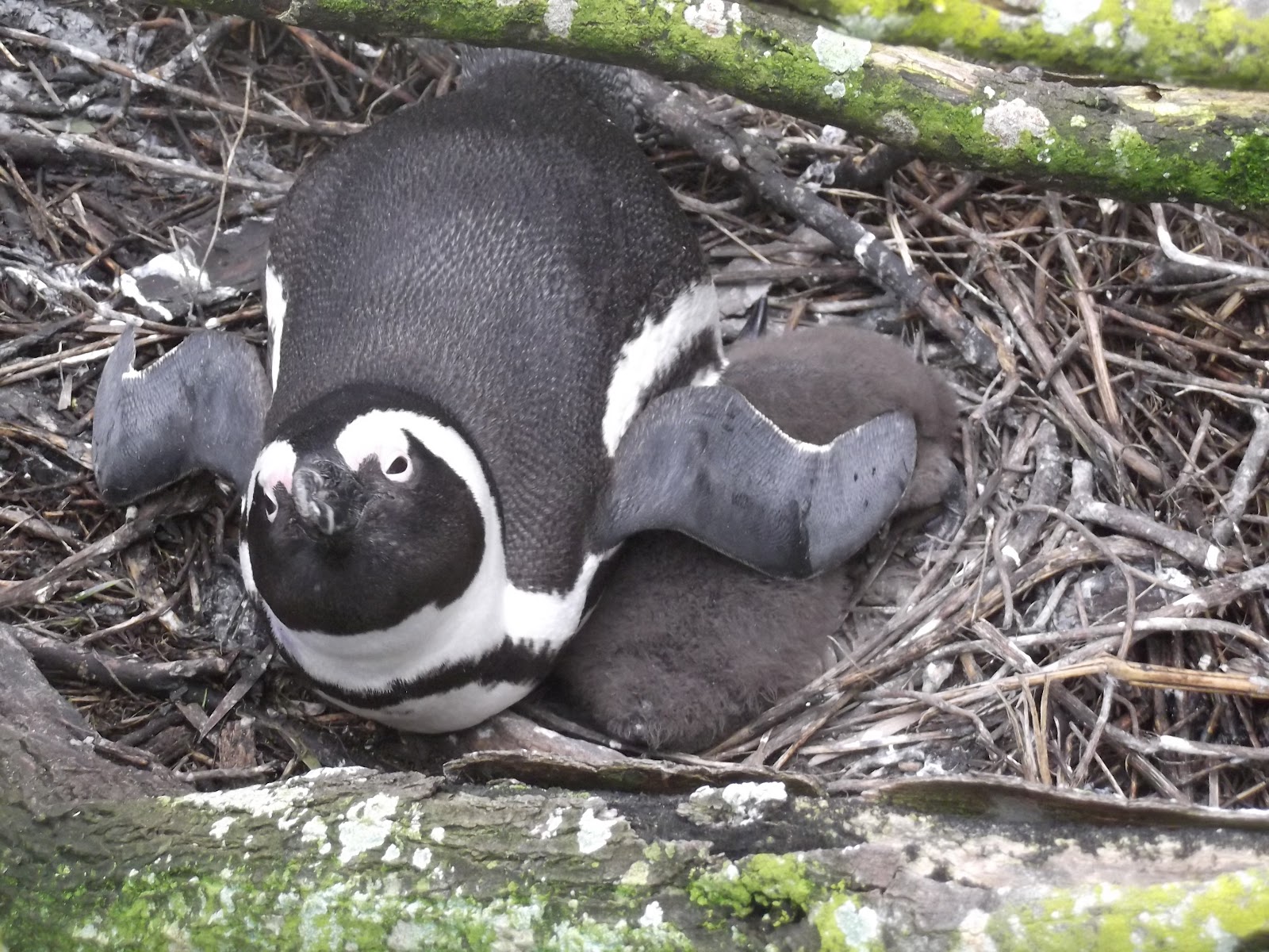 Robben Island Penguin Tracks: Breeding penguin foraging data collection ...
