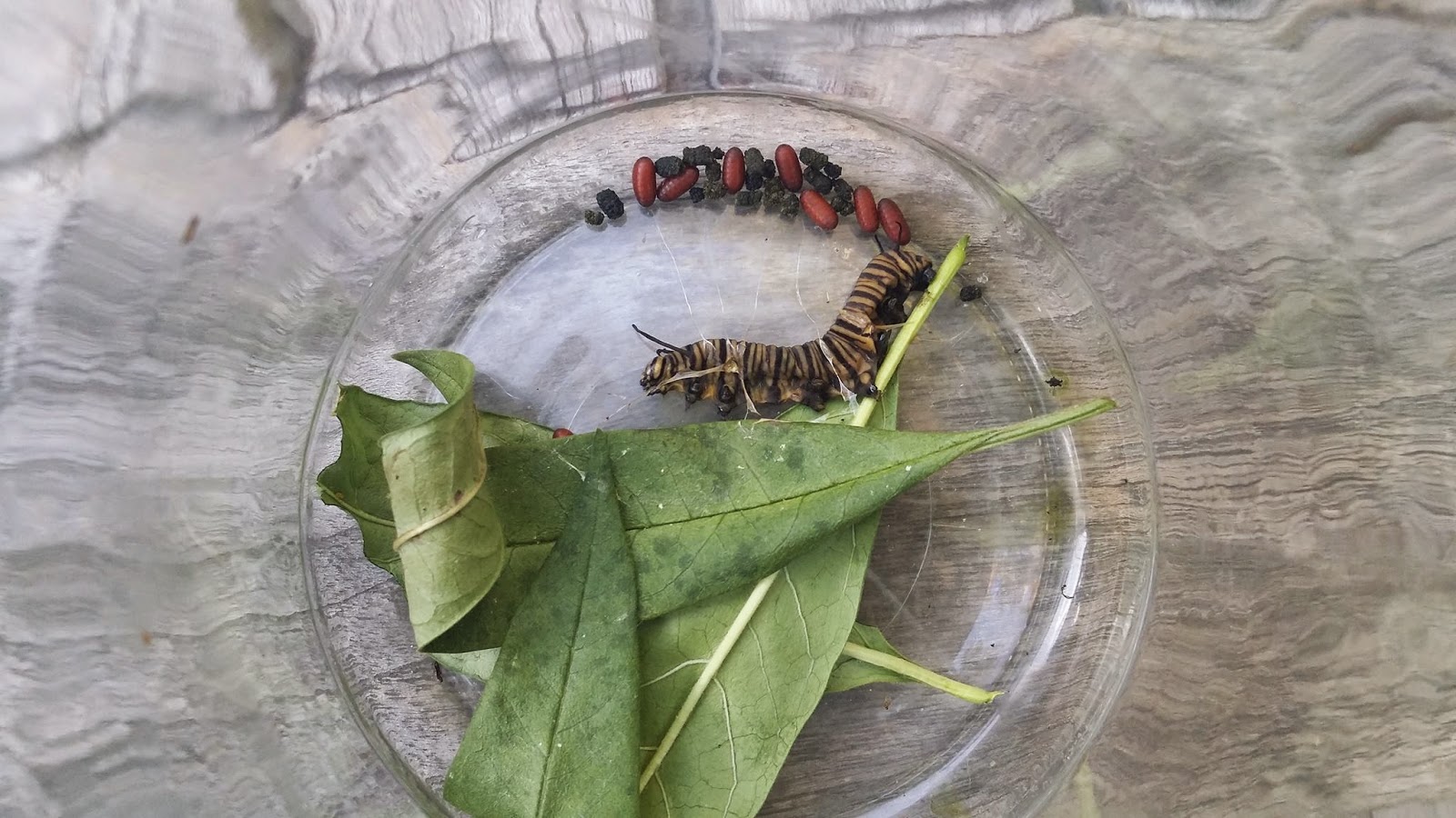 The Crazy Monarch Guy: Tachinid Fly Infestation of Monarch Caterpillars The Crazy Monarch Guy: Tachinid Fly Infestation of Monarch Caterpillars