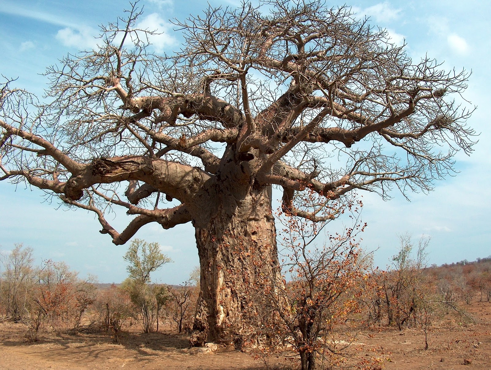 Pohon Raksasa Unik Dari Afrika - POHON BAOBAB