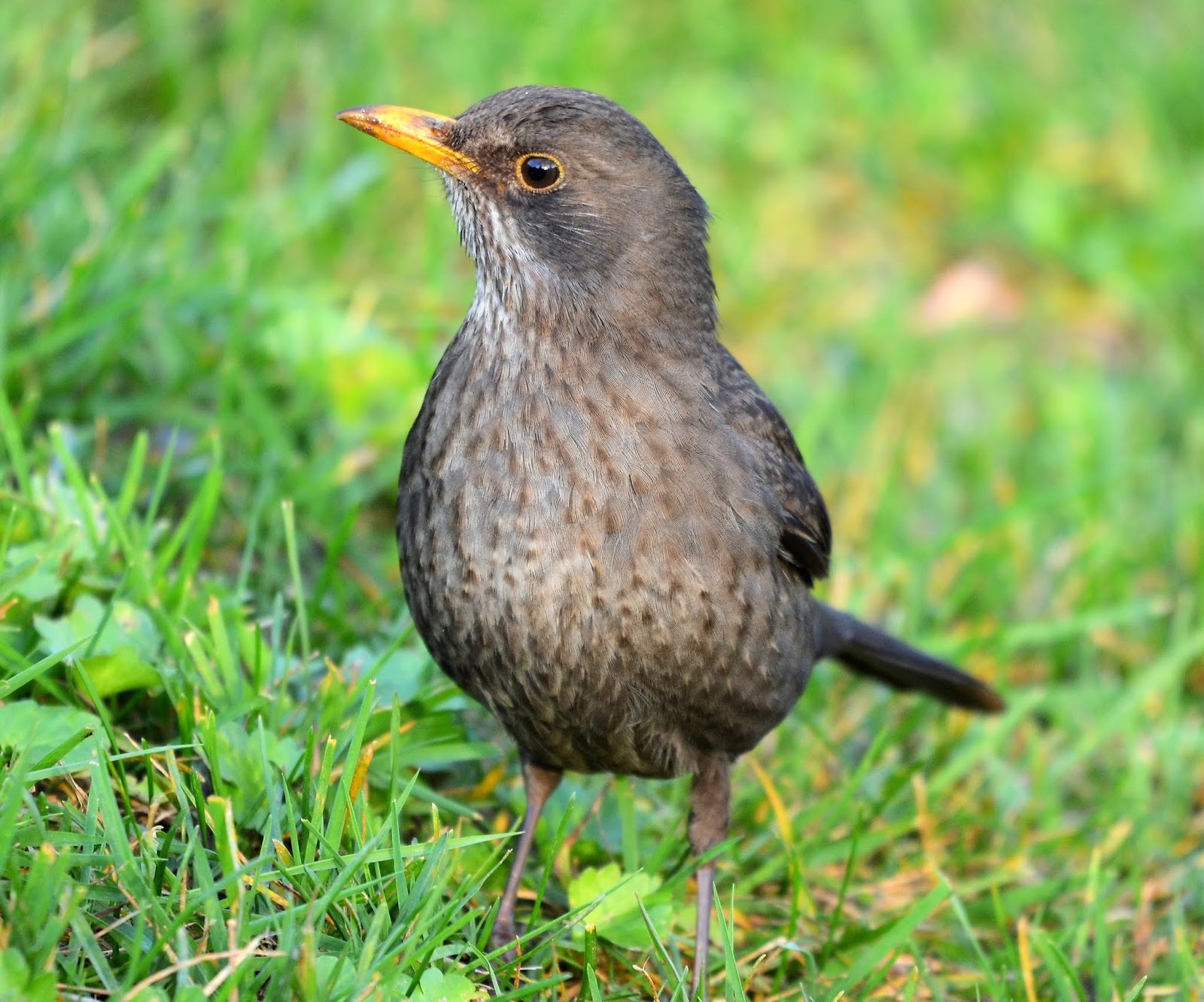 Imagens da vida animal: Melro-preto (Turdus merula) (Fêmea)