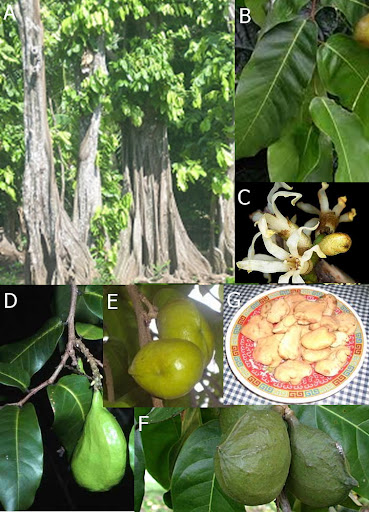 Tumbuhan Bali: Gatep/Gayam