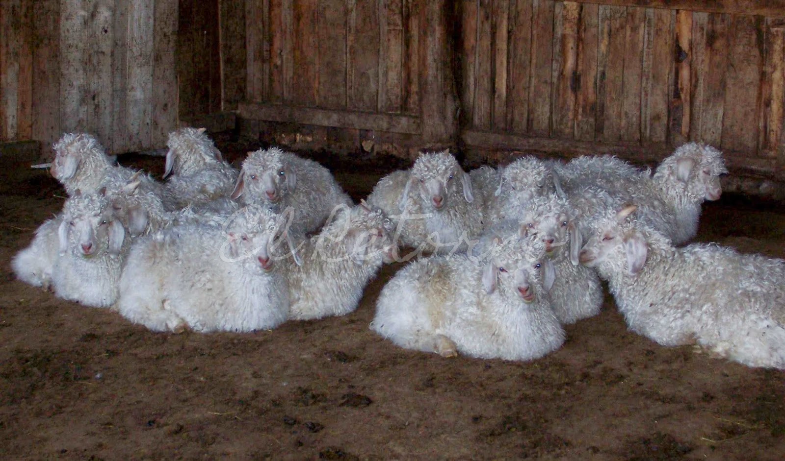 El Retorno: Nuestra lana