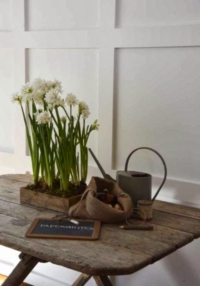 Simple Details: paperwhites...it's time