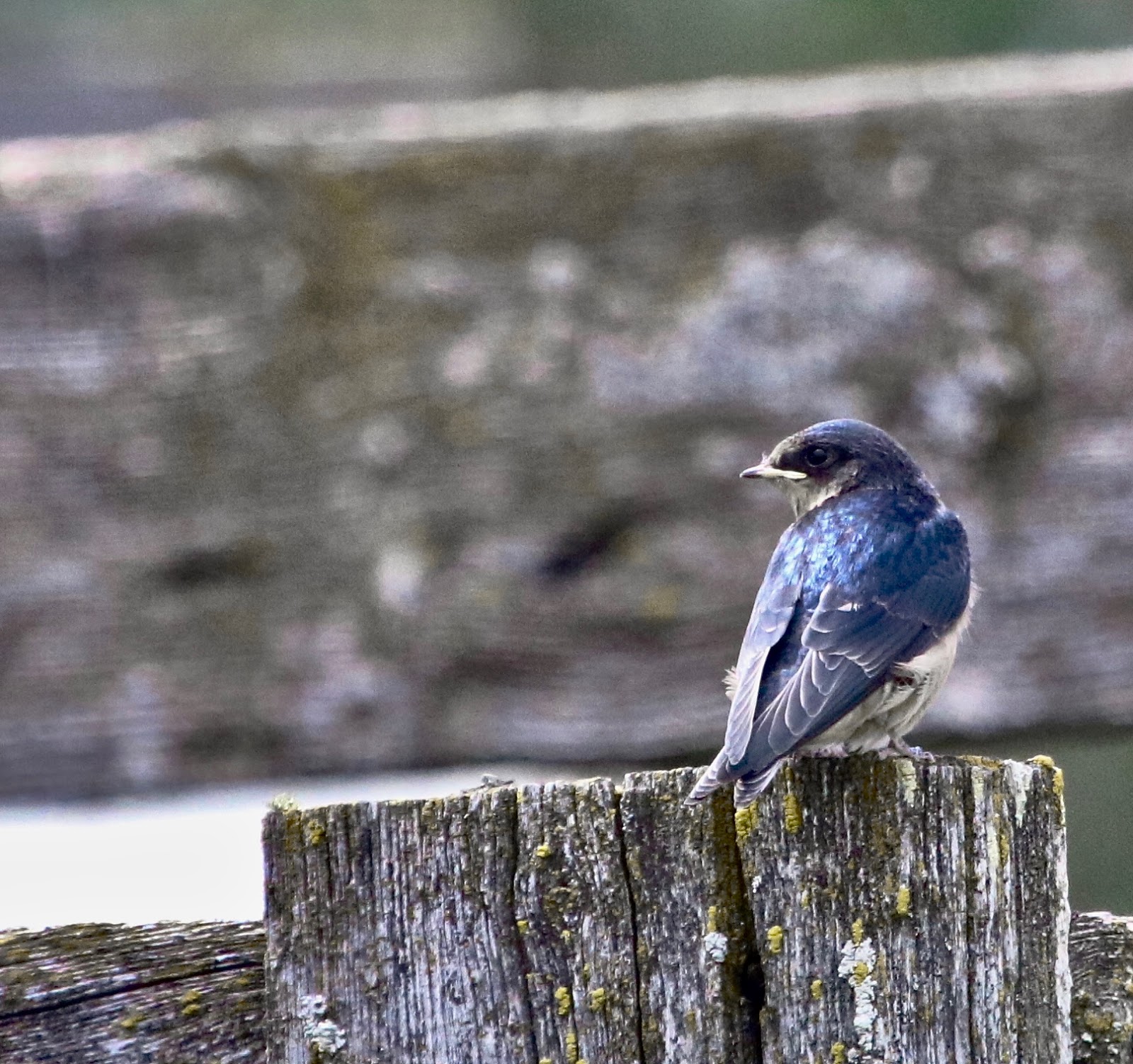 that's just the wild wood: Tree Swallow at the farm and the open road