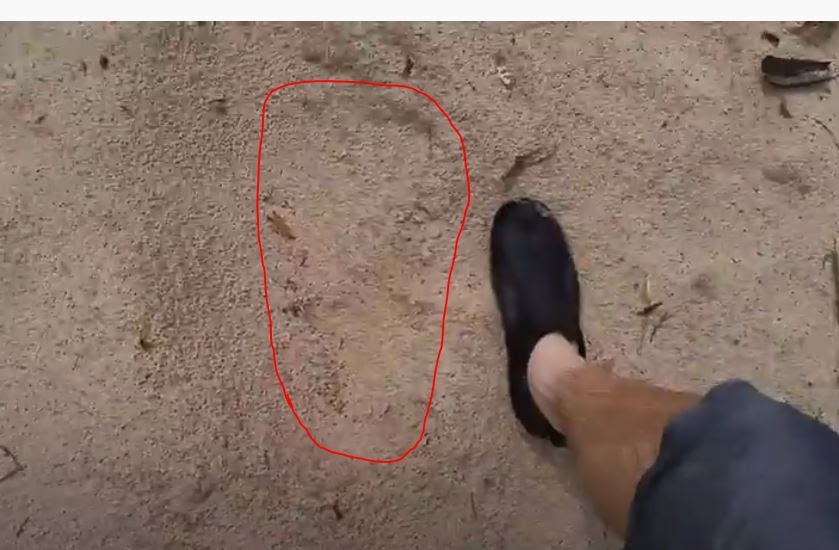 RMSO Bigfoot: Oklahoma Sasquatch Video Sandbar Tracks