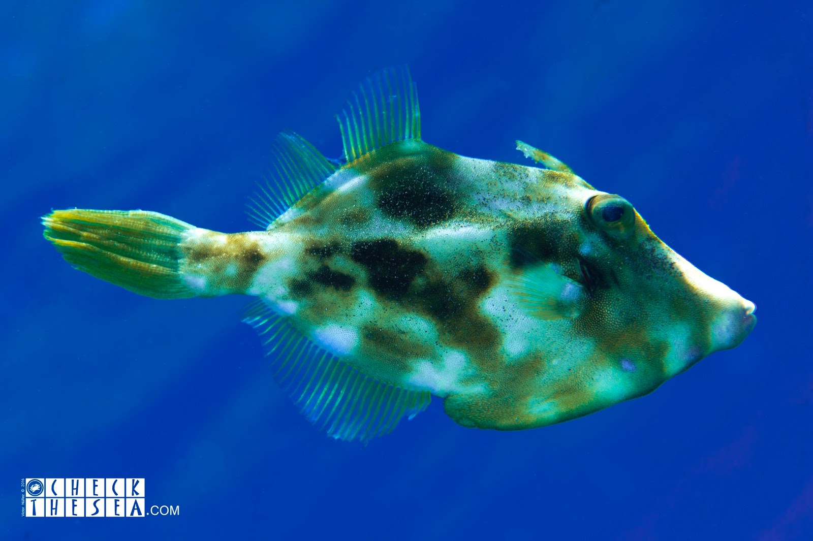 Check the Sea. Web de buceo y fotografía submarina de las Islas ...