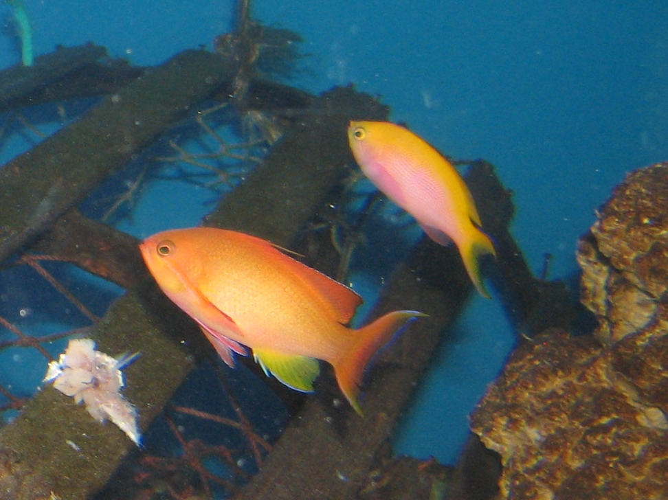 Aquarium and Fish Care: Lyretail ANTHIAS