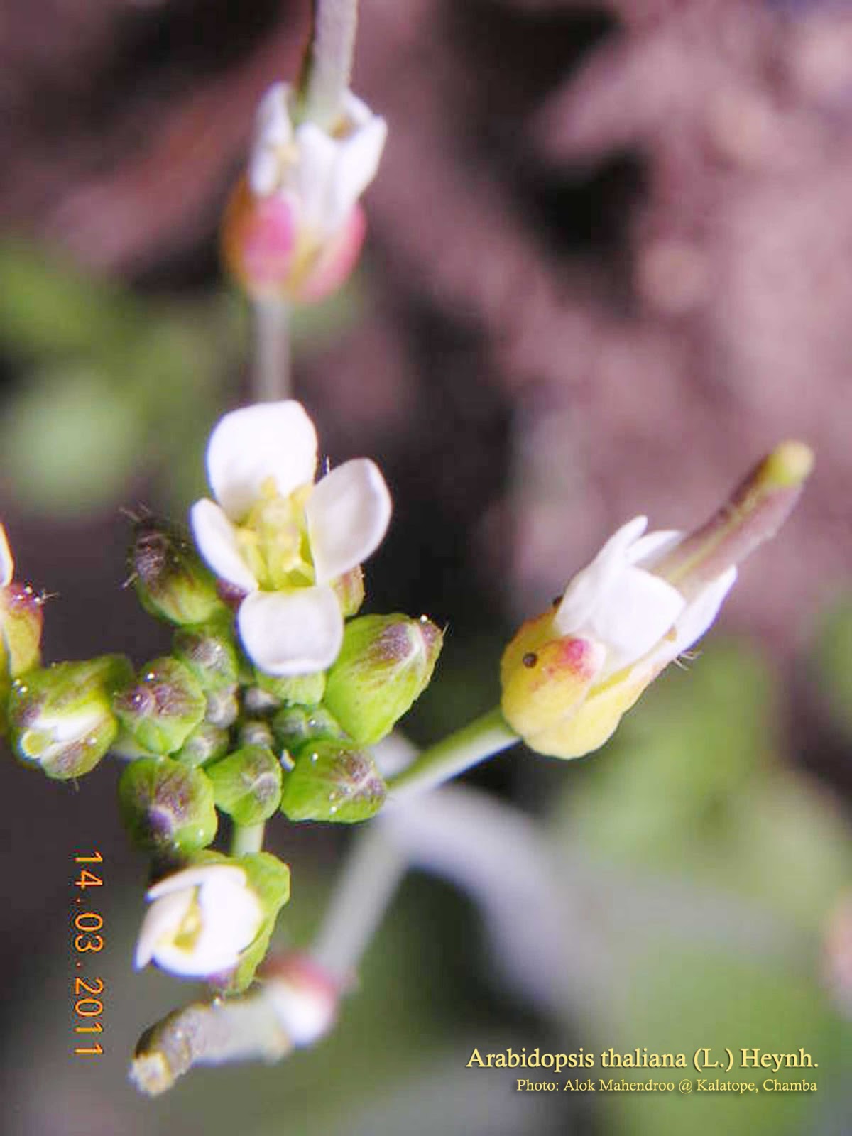 Medicinal Plants: Arabidopsis thaliana Part-2