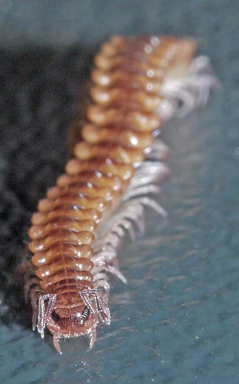 CABINET OF CURIOSITIES: More tales from the compost bin: millipedes