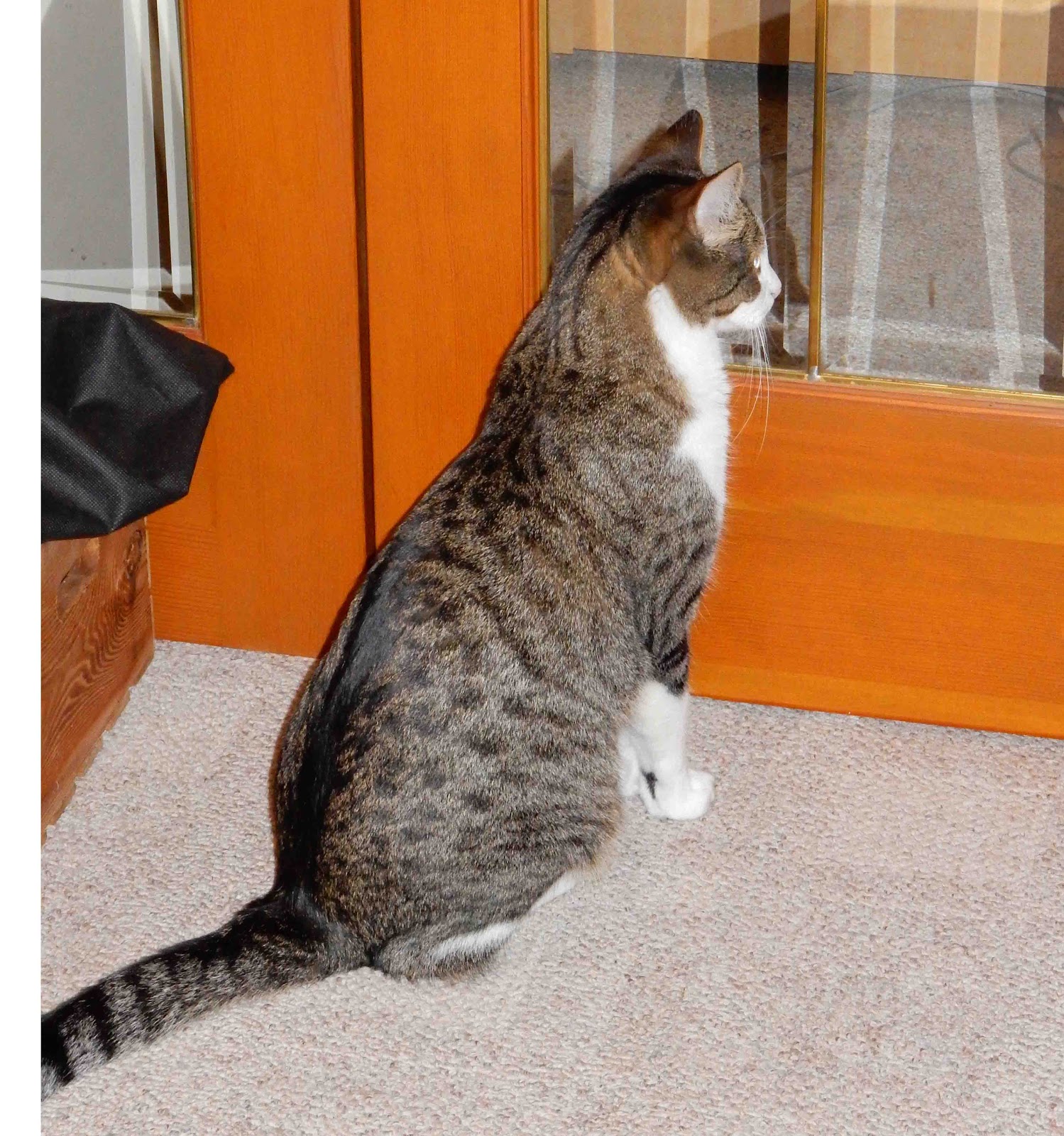 Cat Patches: Zero Cat Thirty