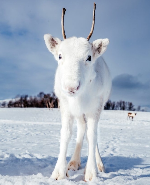White Wolf : Extremely rare white baby reindeer almost disappears into ...