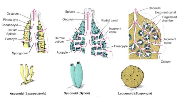 Como as esponjas se alimentam?
