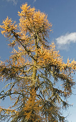 Northwest Conifer Connections: Deciduous Conifers