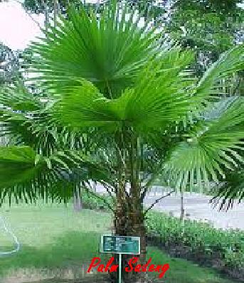 Menjual Pohon palm merah | sadeng | botol | Palm putri | Tukang Taman