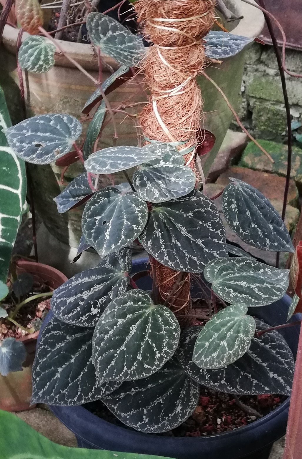 Garden Chronicles of James David: How to Grow Piper crocatum & Piper ...