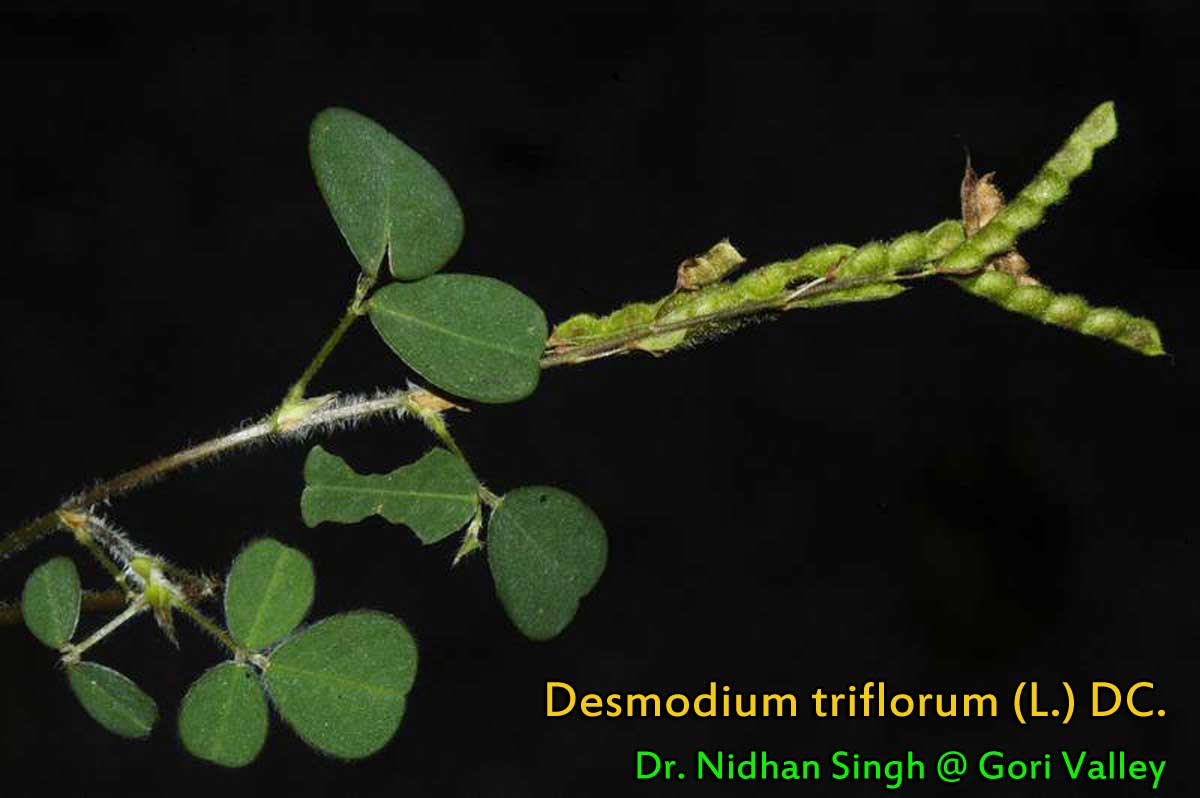 Desmodium Triflorum