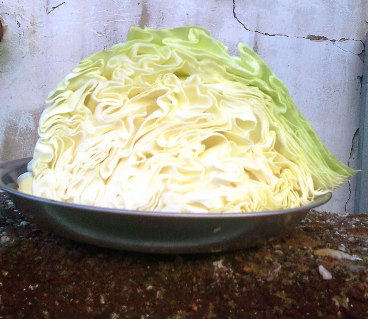 Kako sam napraviti : Kako ukiseliti kupus ribanac, recept