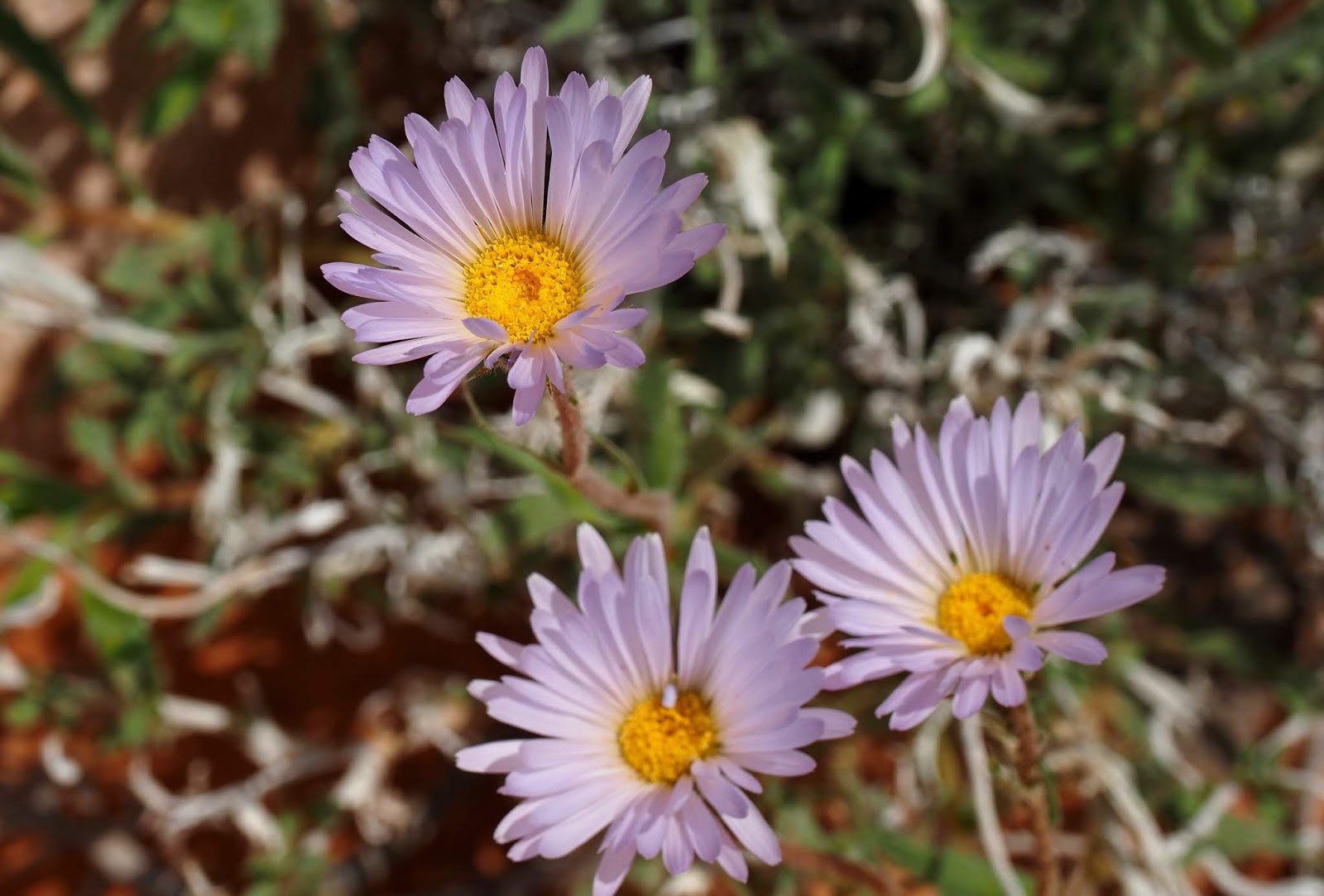 R. David Morrow's Hiking and photography site: Nevada desert wildflowers