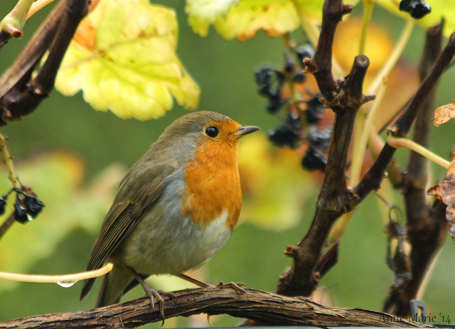 tuynvrouwe: Roodborst in de tuin............