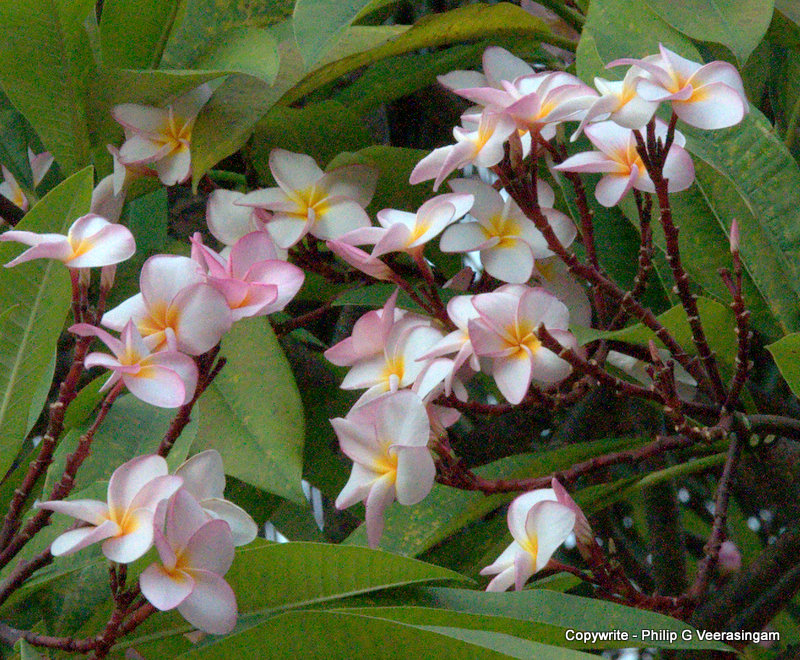 philipveerasingam: Araliya flowers in bloom, Hilton Hotel, Colombo, Sri ...