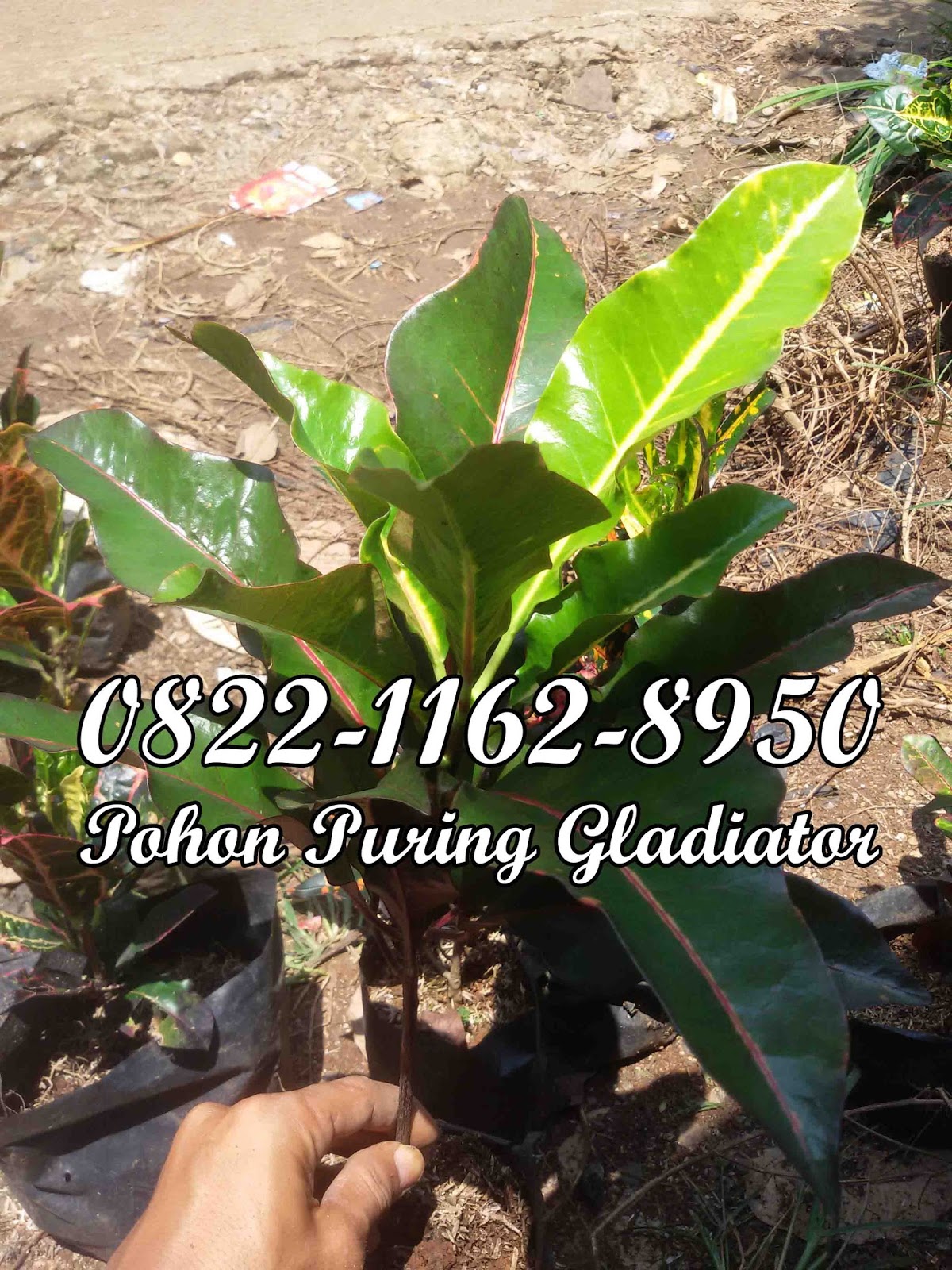 JUAL ANEKA POHON PURING | POHON PURING HIAS | TANAMAN PERDU | TANAMAN ...