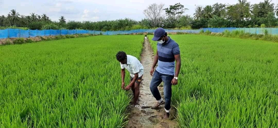 Sri Lankan farmers integrate fish with rice for the first time