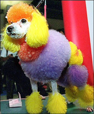 laramajara: Los Perros De Colores.