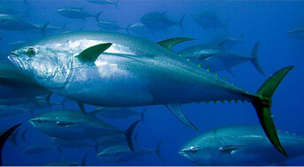 Tuna Fish Experiencing Risk Extinction