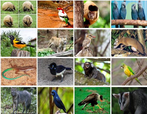 Fotos de 20 animais da Caatinga (No Ceará tem disso sim) | No Ceará Tem ...