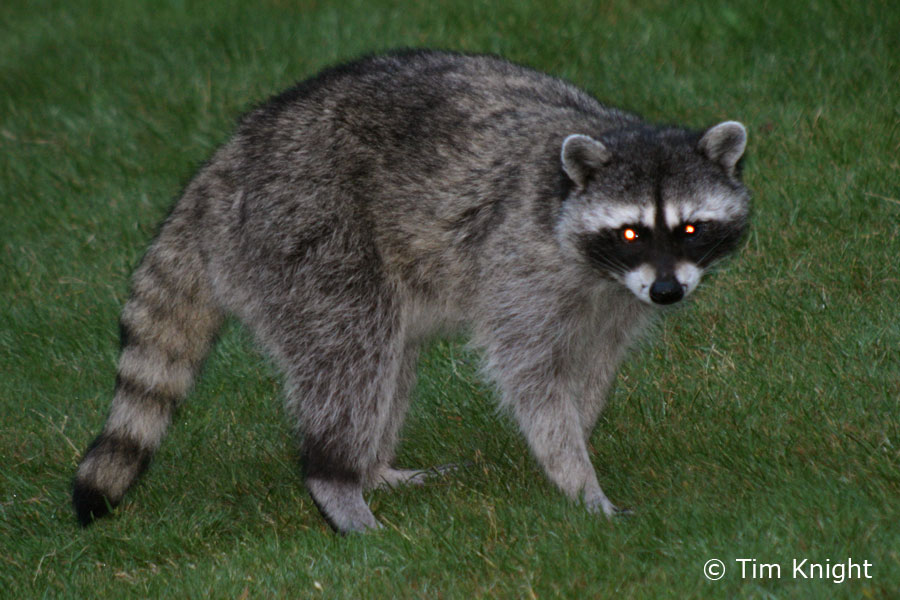 Raccoon - Amaxing