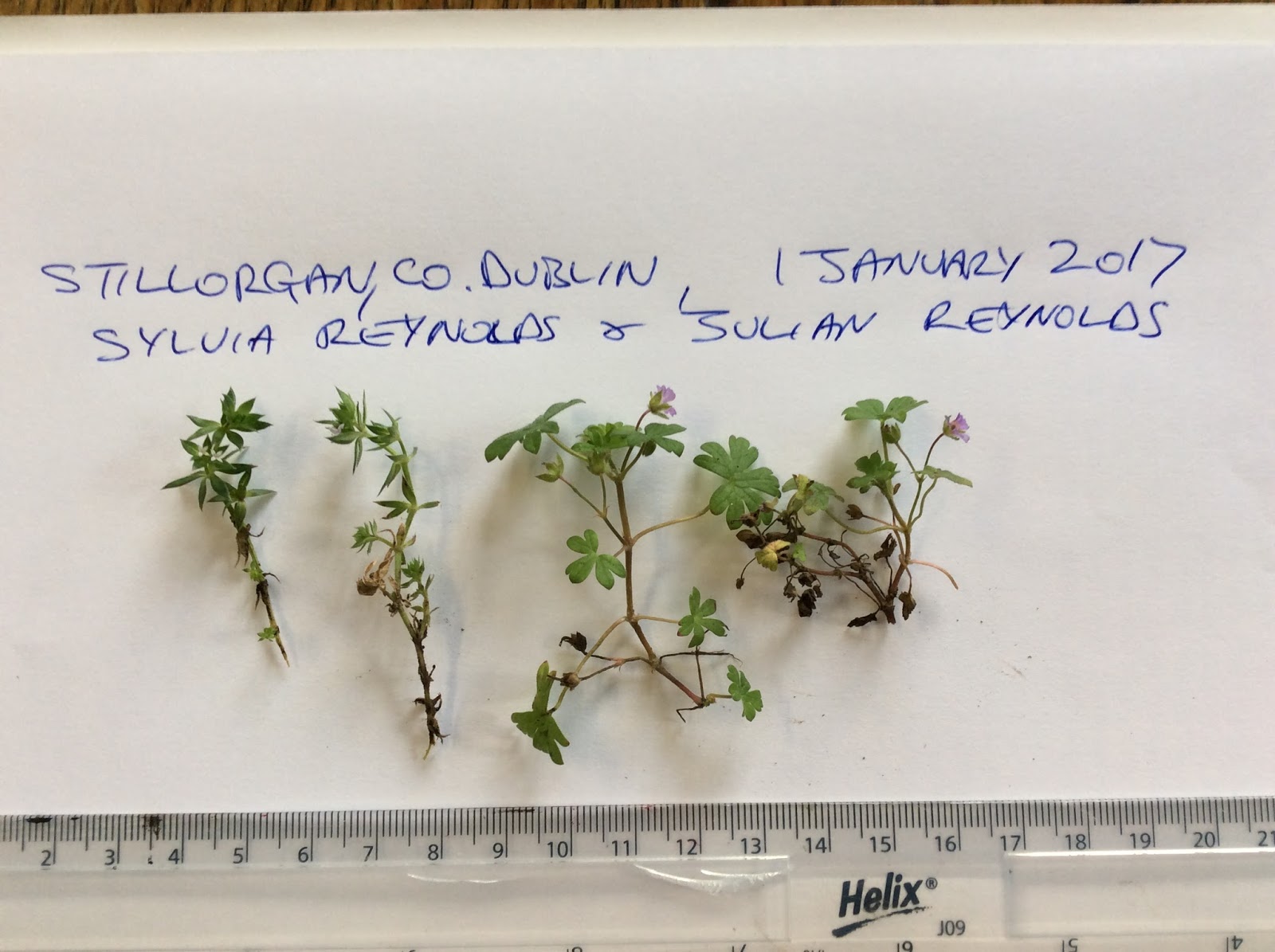 BSBI News & Views: New Year Plant Hunt 2017: Day One