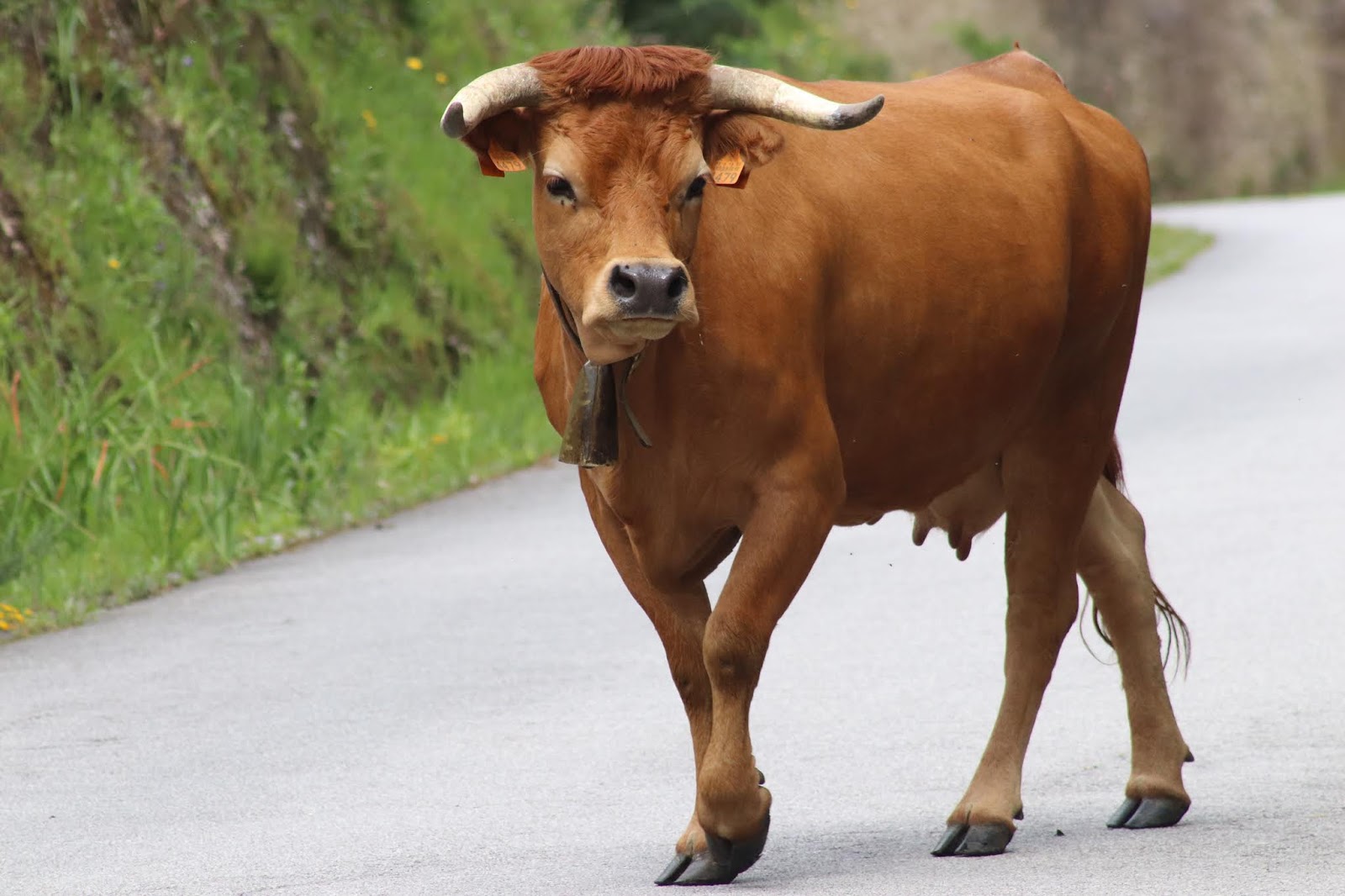 Anabela Magalhães: Animais da Aboboreira em Tempo de Pandemia