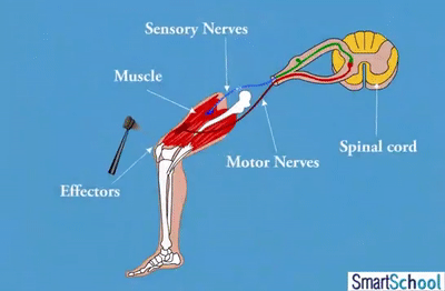 El Rincón del Pequeprofe: Interacting with our environment