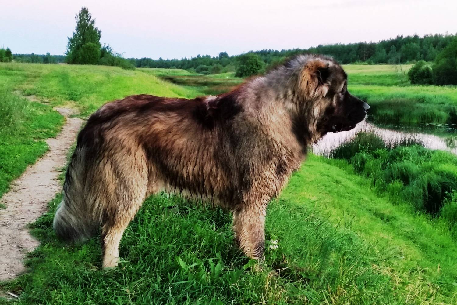 caucasian shepherd dog: Caucasian shepherd russian dog breeds large