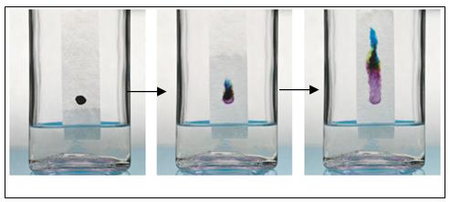 Procedure of Paper Chromatography