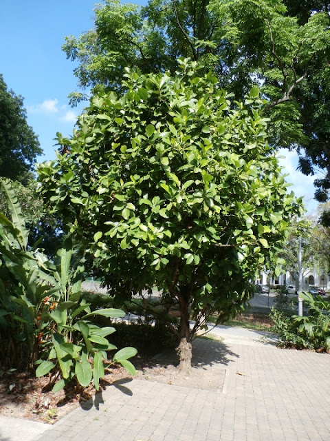 What's the best tree to plant in your front yard in the PH? How do you ...