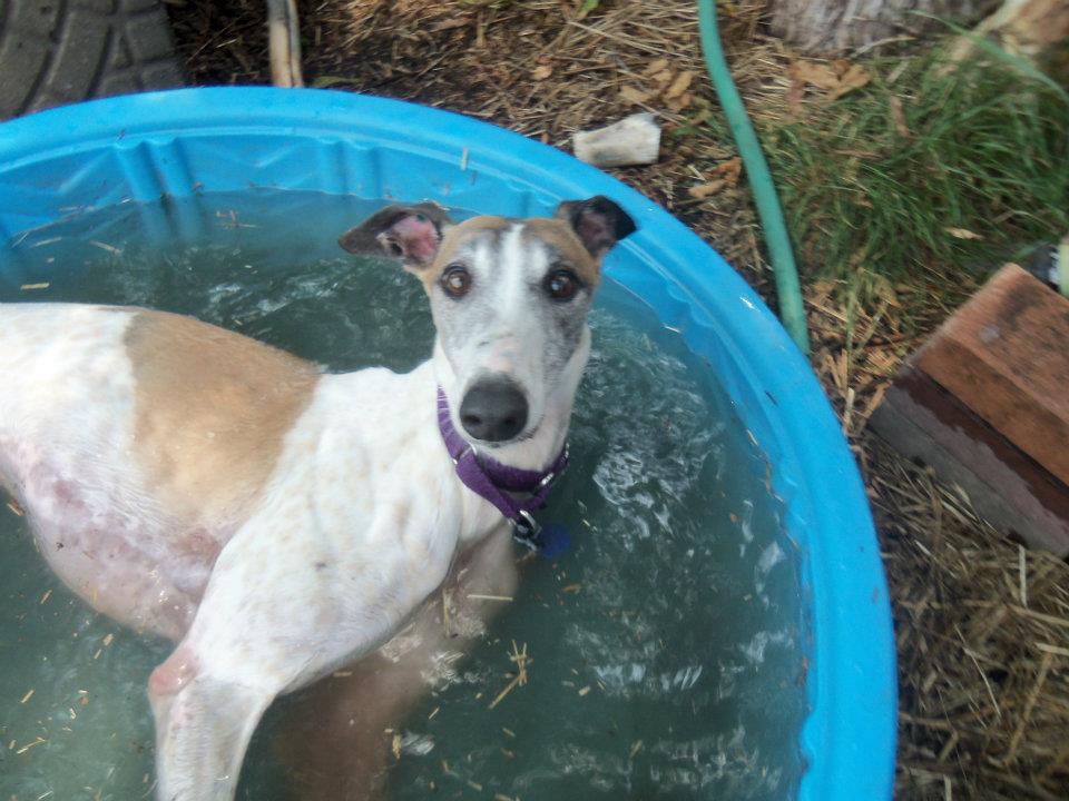 Northern Lights Greyhound Adoption Dog Blog: NLGA Photo Roundup ...