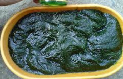 5 Cara Sukses Ternak Ikan Cetol dengan Mudah