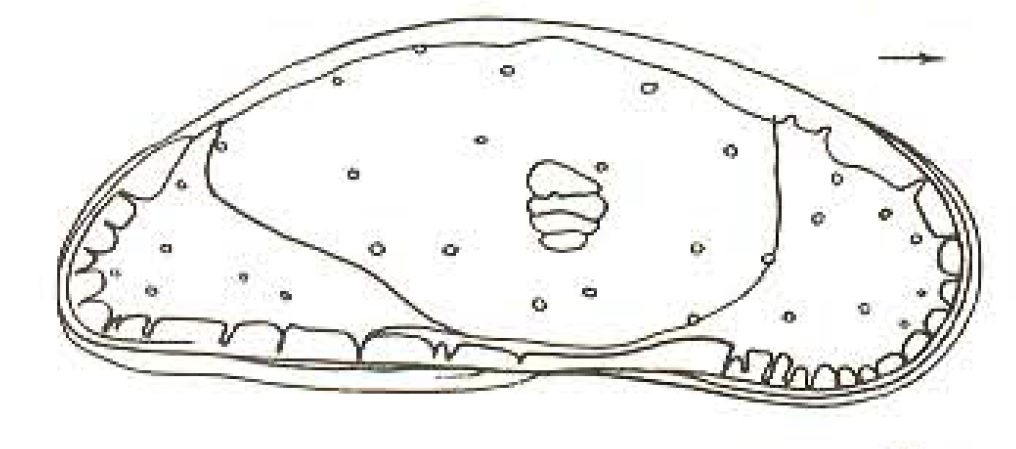 Variety of Life: Cytheromatinae