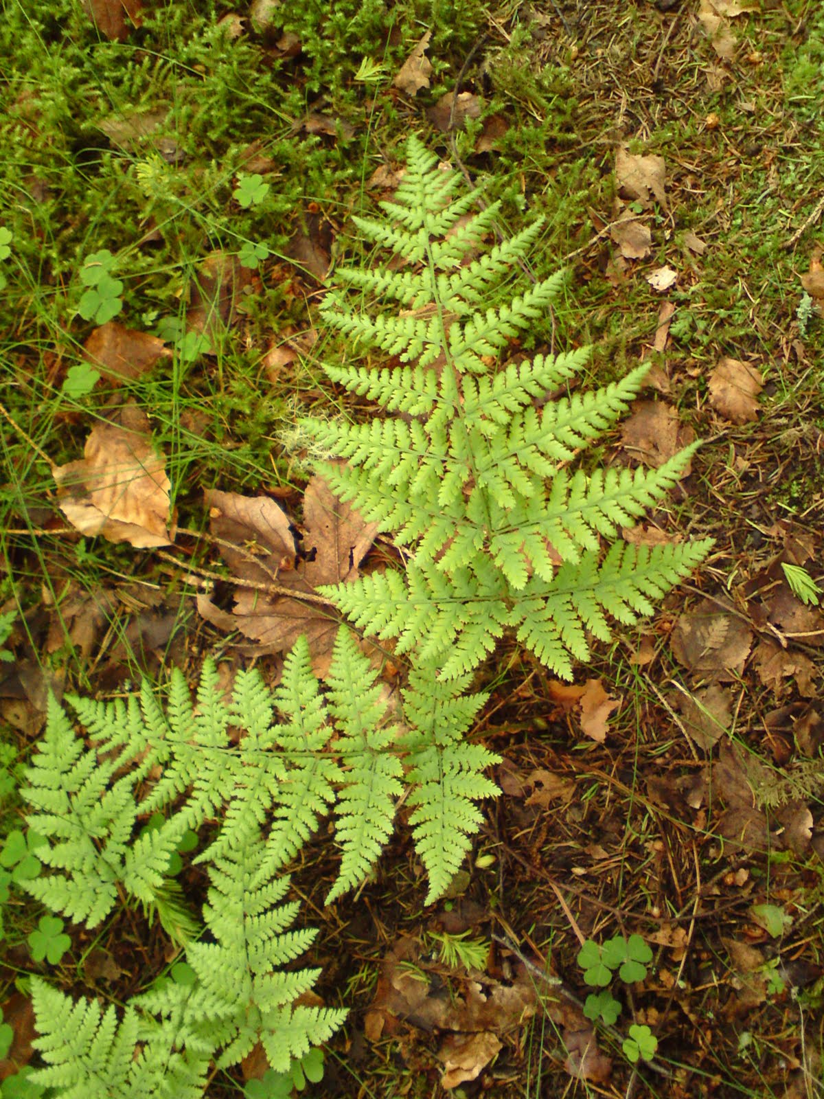 Planter og landskap: mai 2011