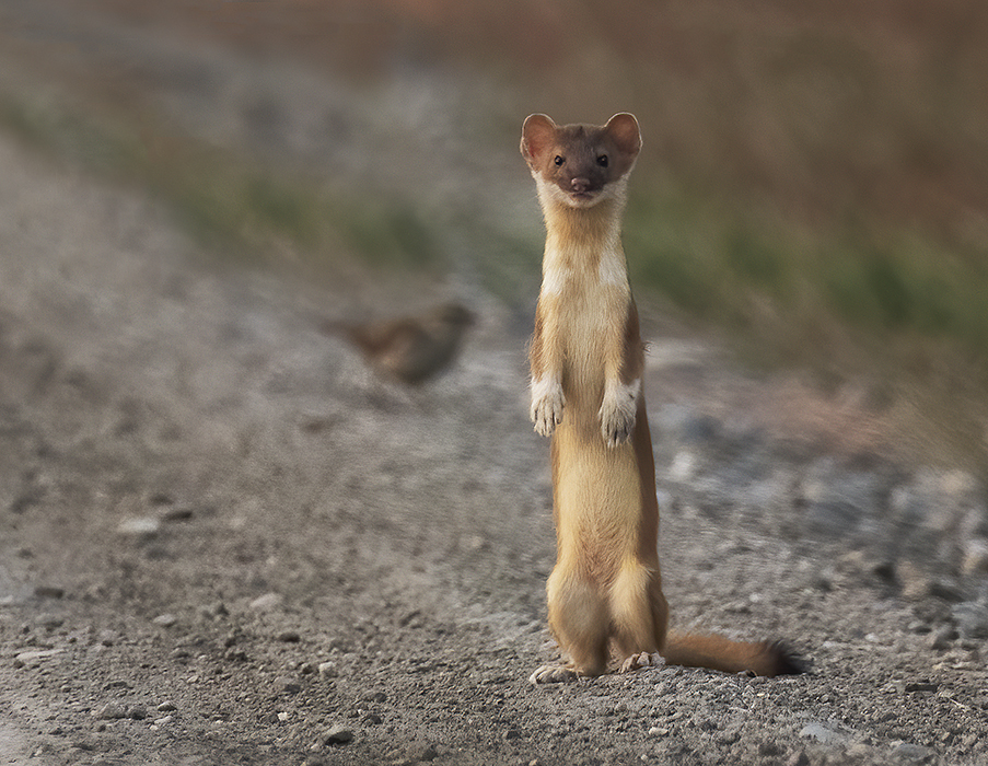 My Big Little World : A Long-tailed Weasel on the Edge of the Road