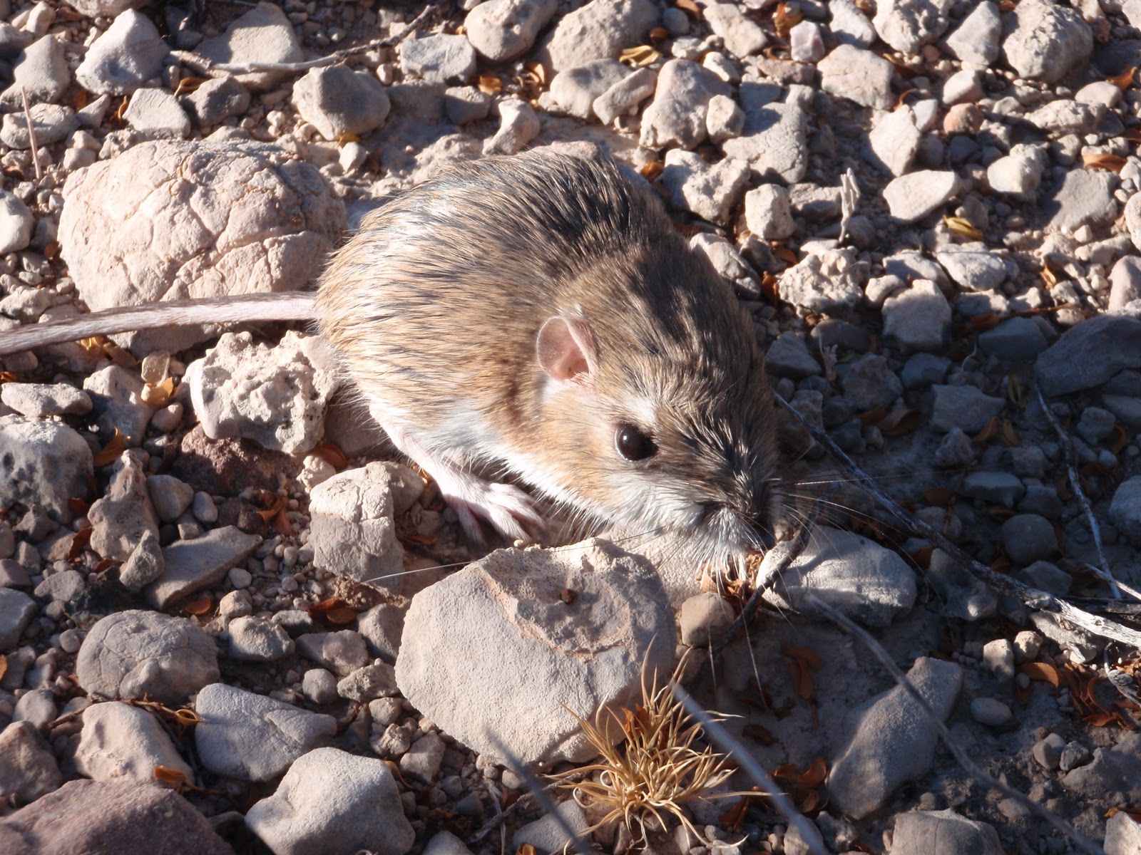 My Life on the (slightly) Wild Side: The wild-er side of Texas!