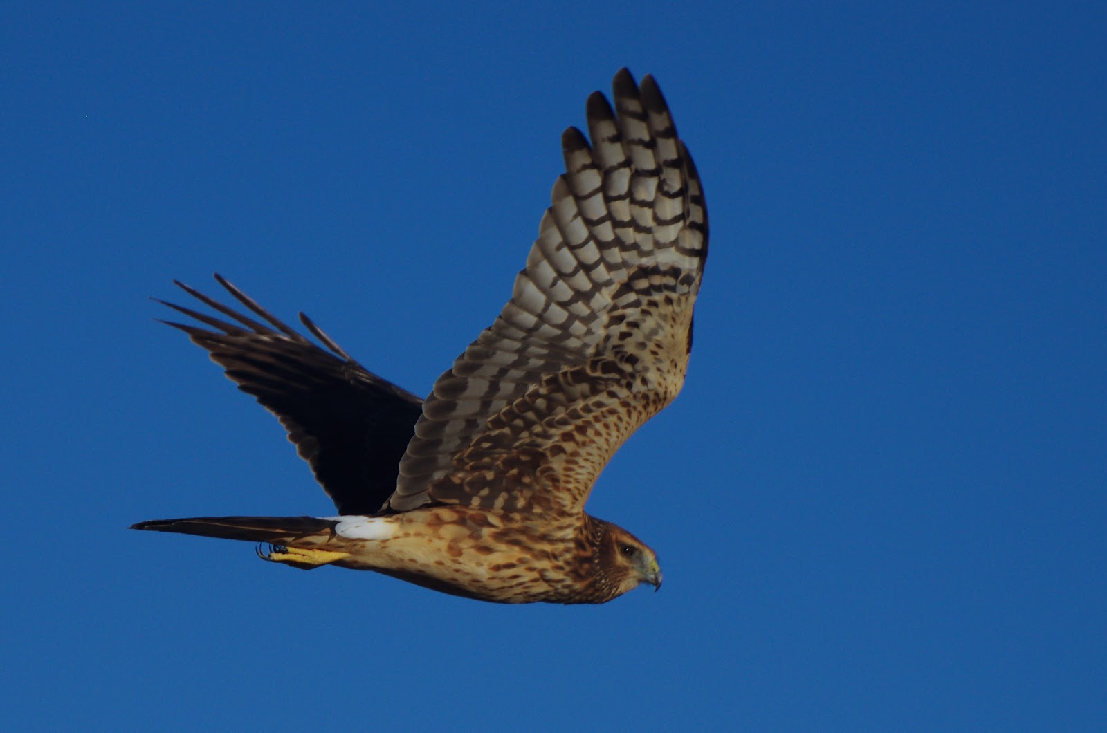 Hill Country Naturalist: Northern Harrier